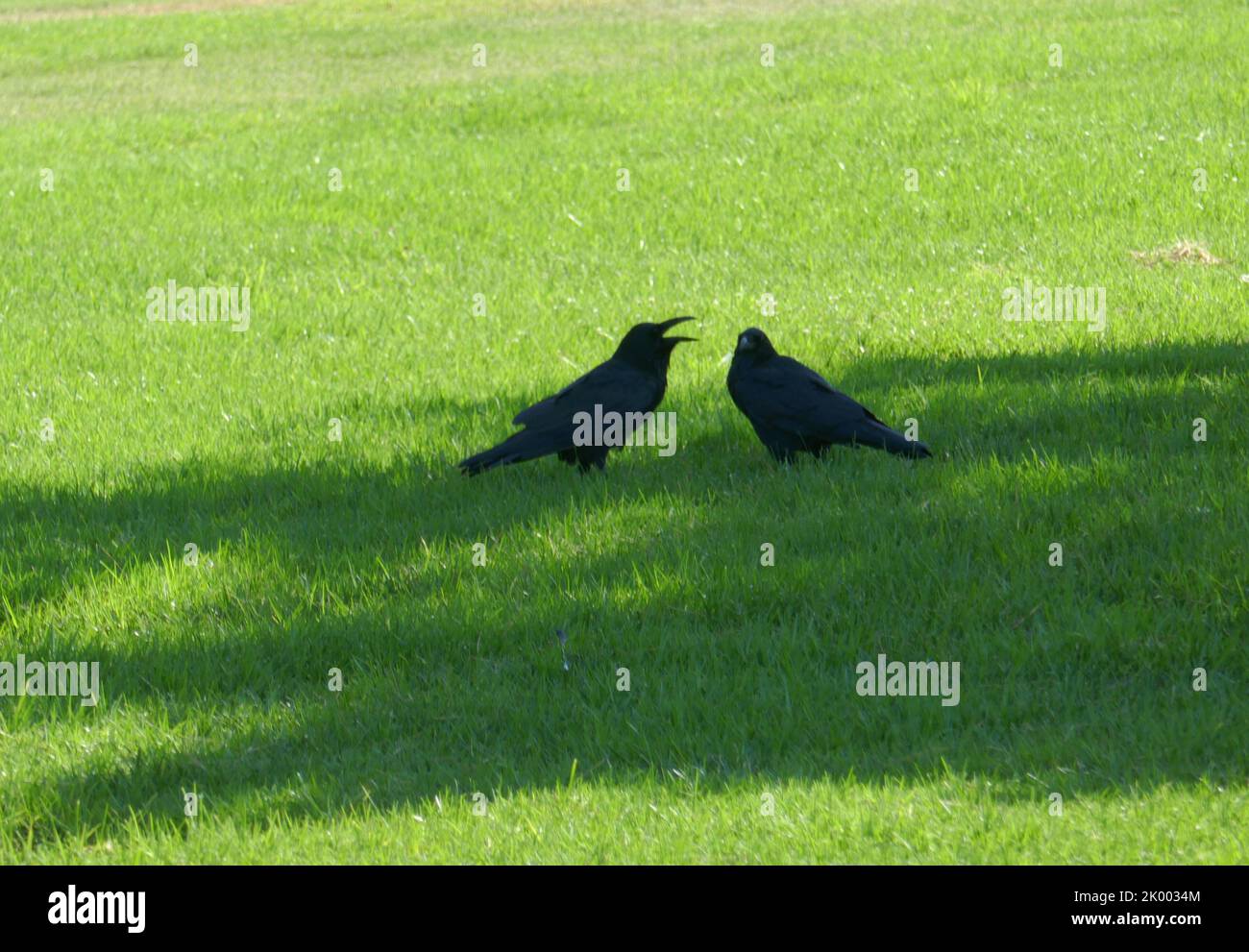 Los Angeles, California, USA 6th September 2022 Ravens/Crows at Forest ...