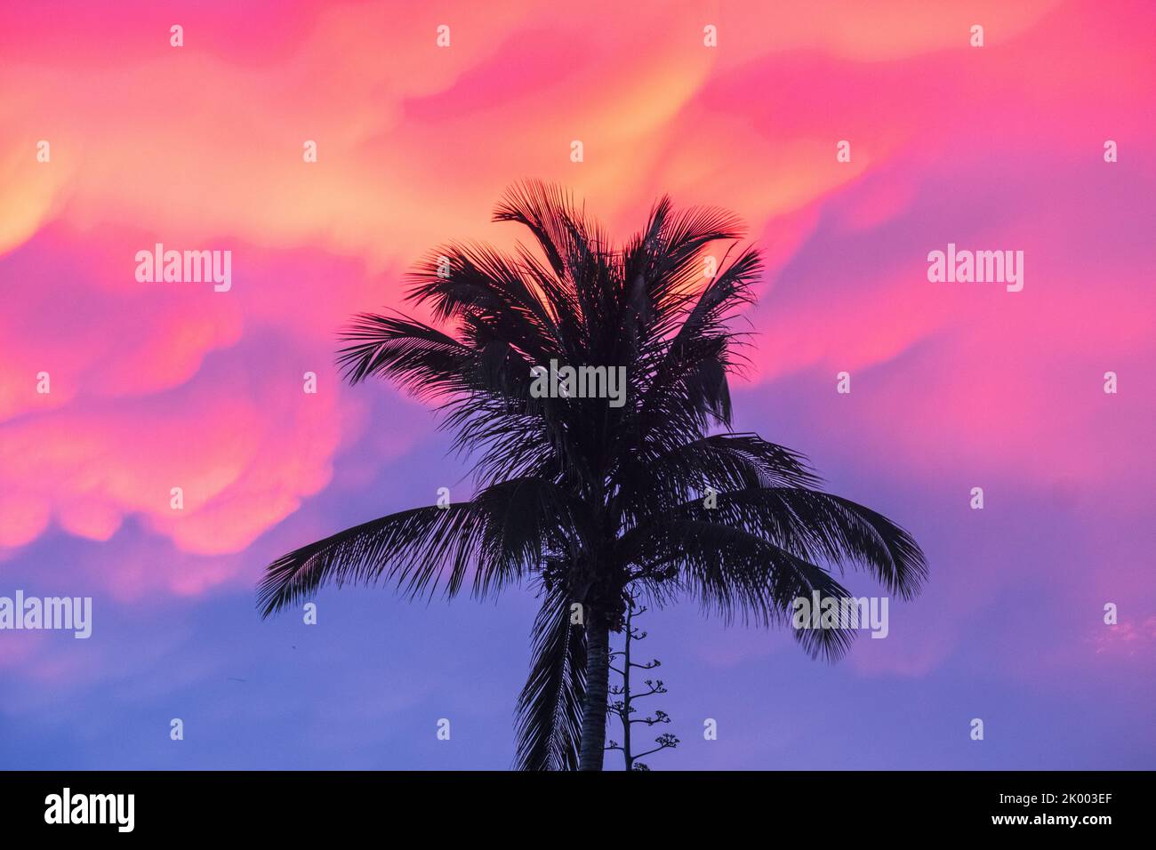 tropical palm tree against colourful sunset sunrise Stock Photo - Alamy