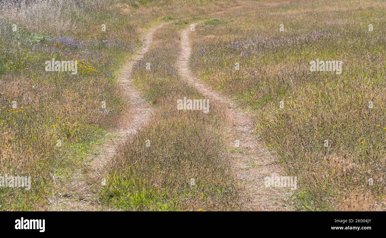 field with flowers in summer with car wheel marks Stock Photo - Alamy