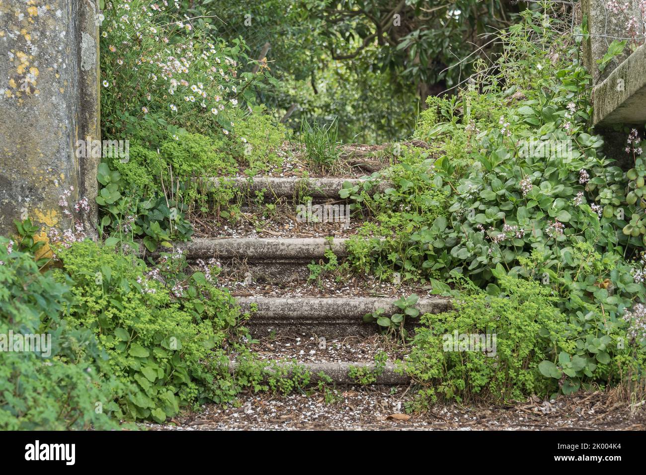 stone stairs leading to a path in the woods Stock Photo - Alamy