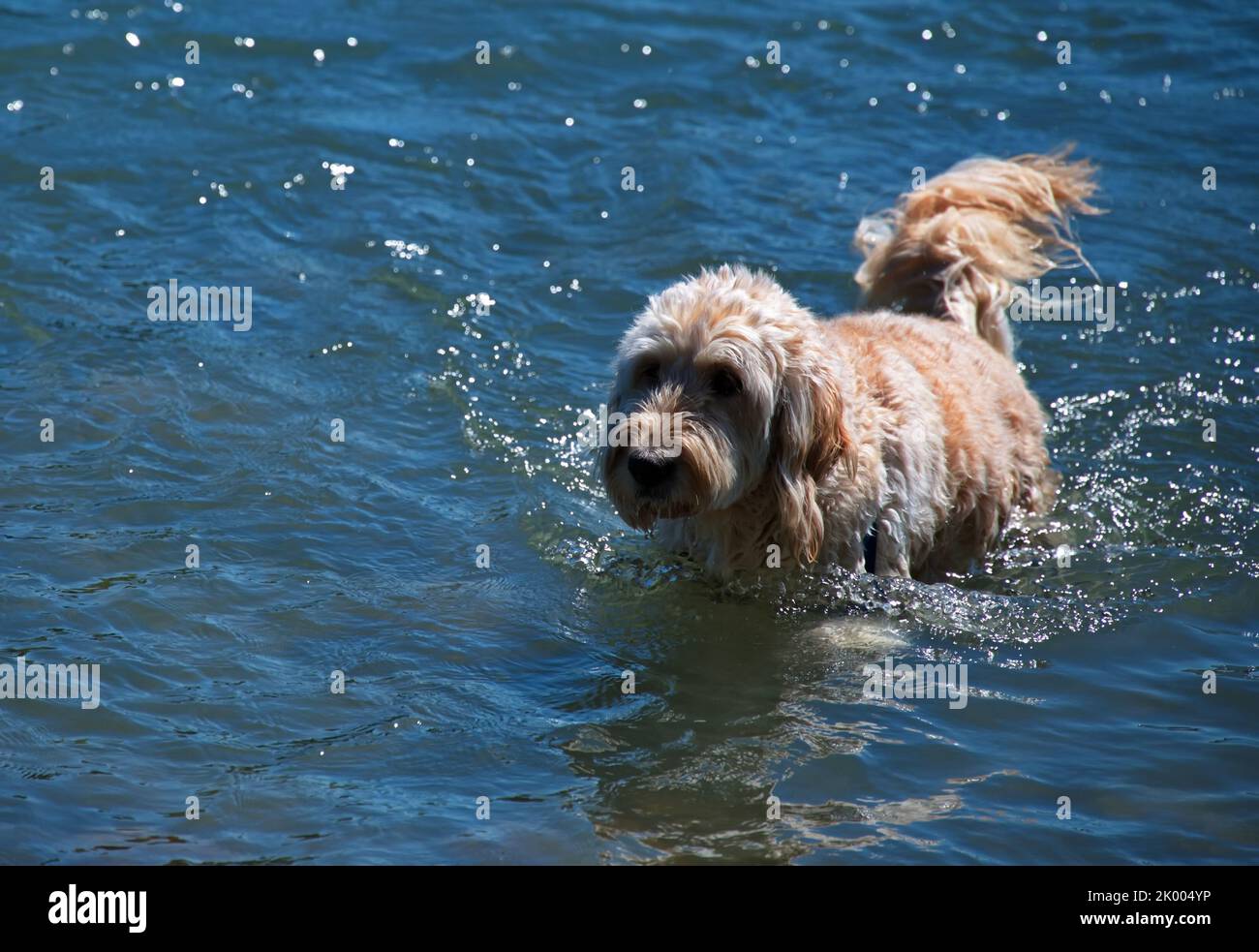 Cute dog playing in water Stock Photo - Alamy