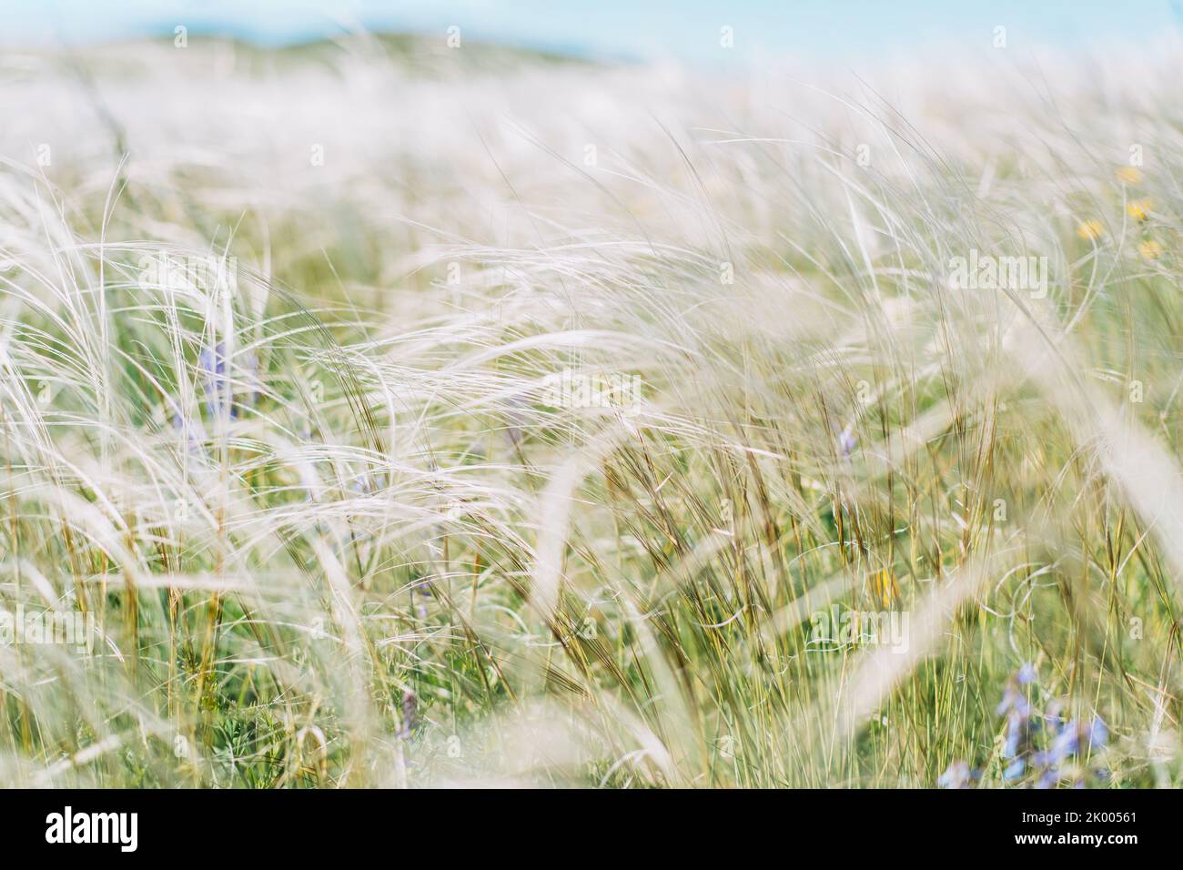 A field of feather grass sways in the wind close-up Stock Photo - Alamy