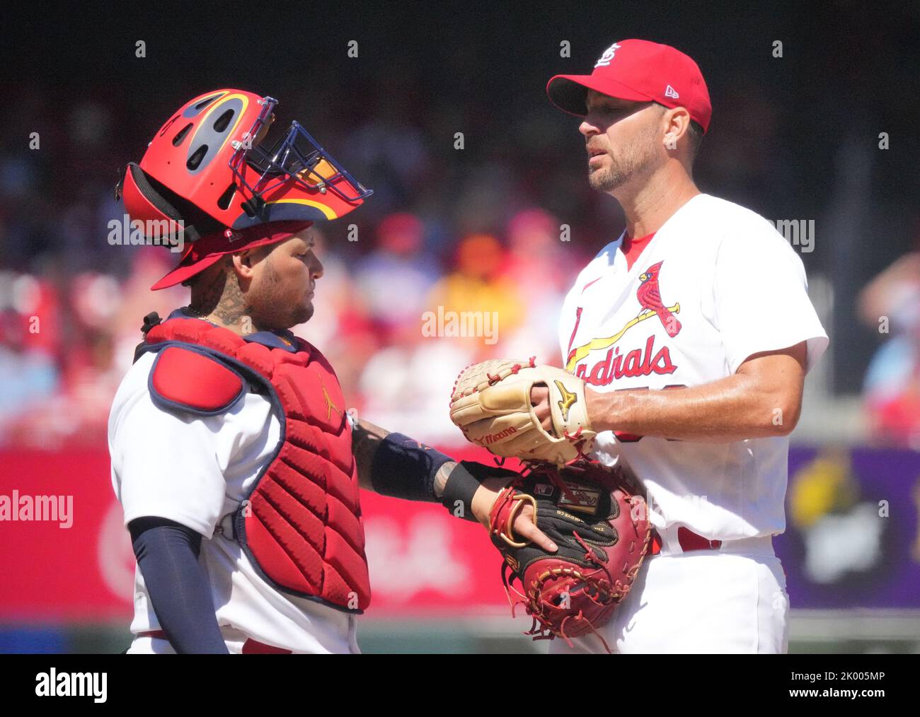St. Louis, United States. 08th June, 2022. St. Louis Cardinals Yadier ...