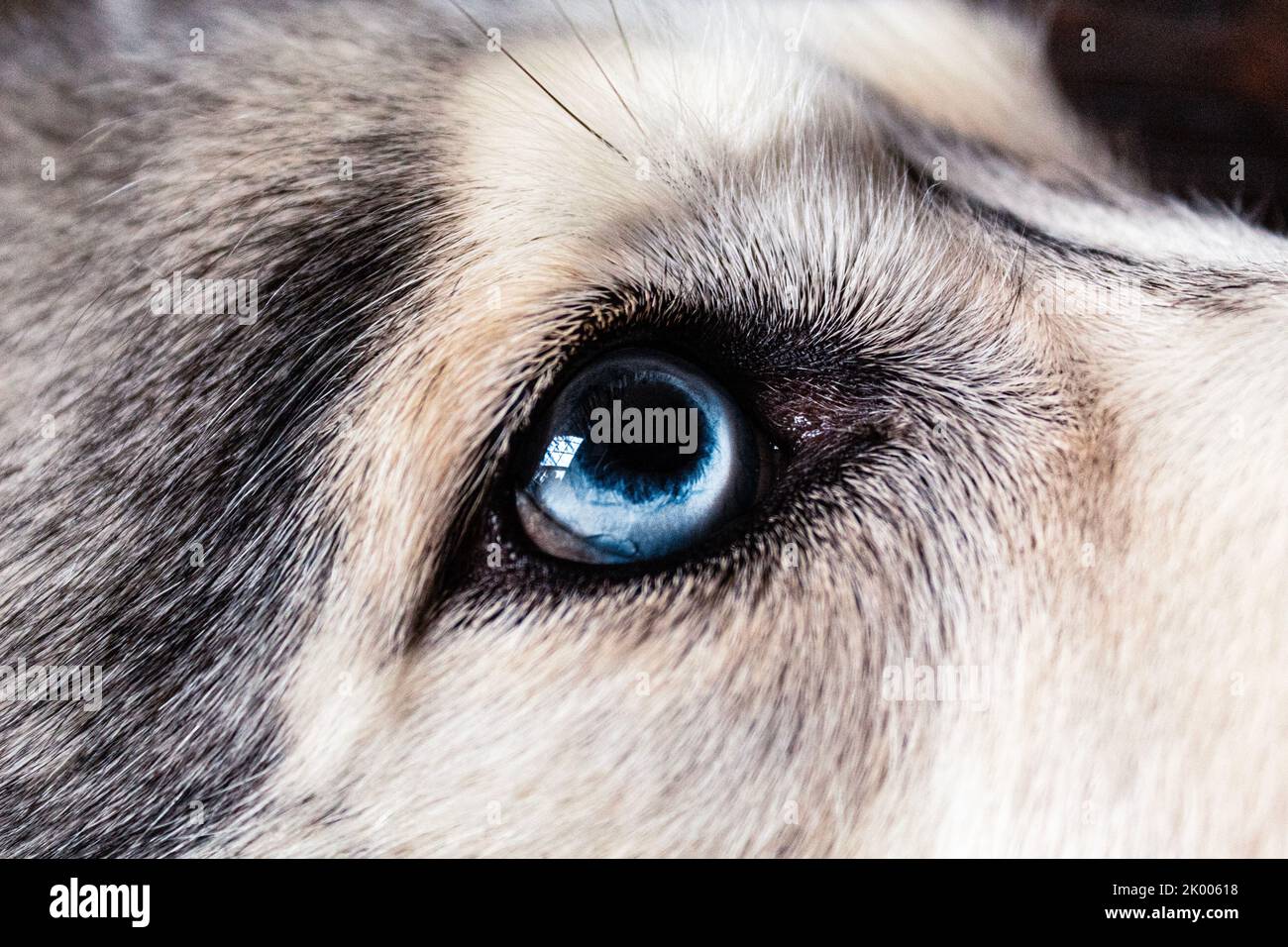 A husky's side close-up profile, focusing on its blue eye Stock Photo ...