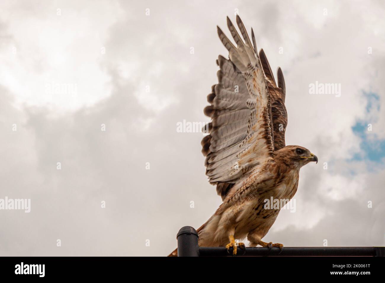 A red-tailed hawk spreading its wings to take off of a pole Stock Photo ...