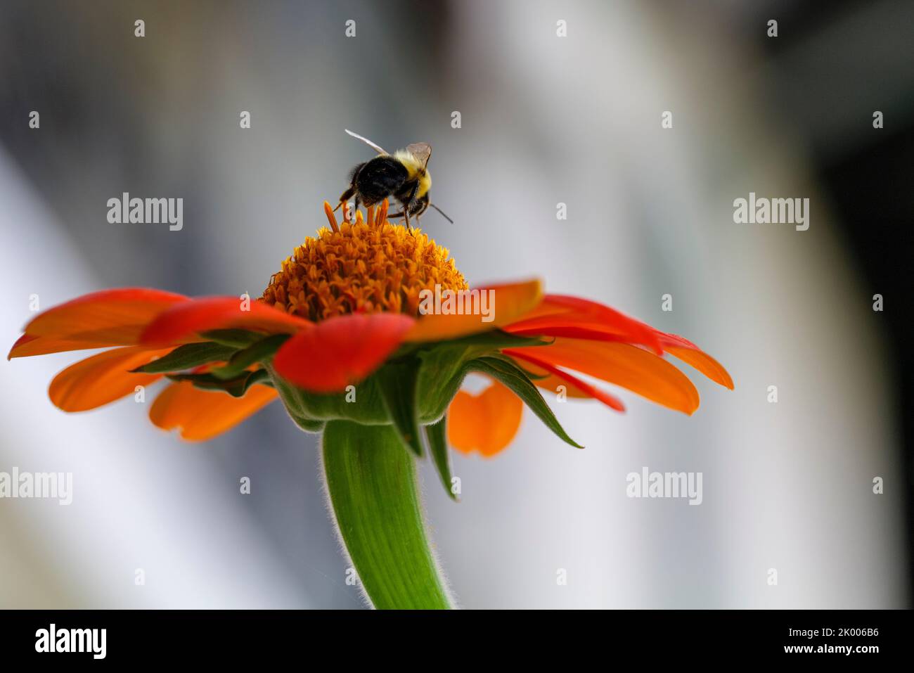Close up. Bumblebee is collecting nectar from a Fiesta del Sol Mexican ...