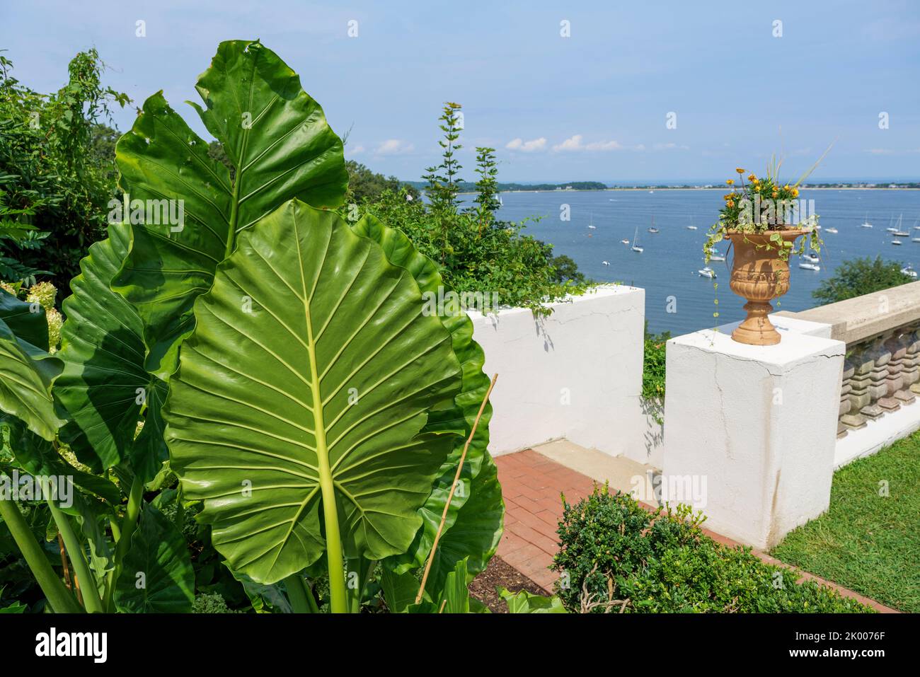 Alocasia macrorrhizos grows at the Vanderbilt Summer Residence, view of ...