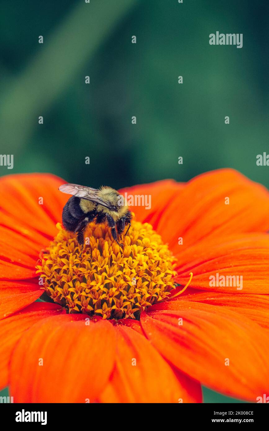 Close up. Bumblebee is collecting nectar from a Fiesta del Sol Mexican ...