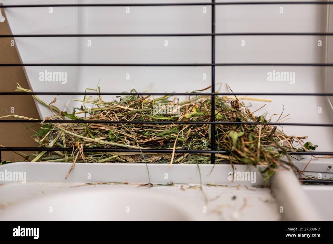 Hay rack inside a small animal guinea pig cage Stock Photo - Alamy