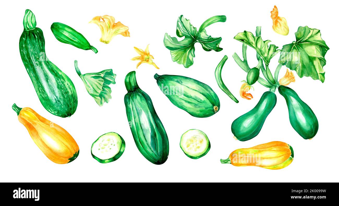 Set of squashe plants watercolor illustration on white. Stem with ...