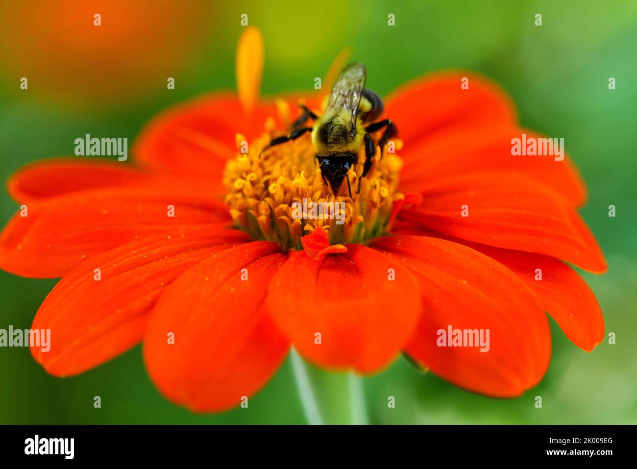 Close up. Bumblebee is collecting nectar from a Fiesta del Sol Mexican ...