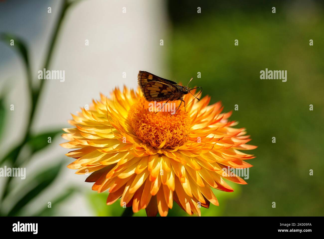 A Peck's Skipper is collecting nectar from a Helichrysum bracteatum ...