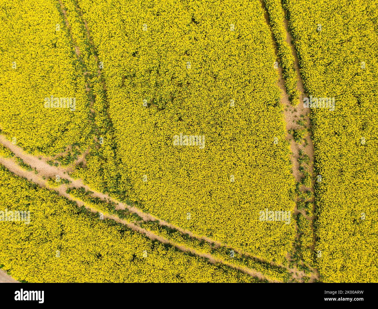 Aerial view of yellow canola field in bloom phase. Ecology agriculture ...