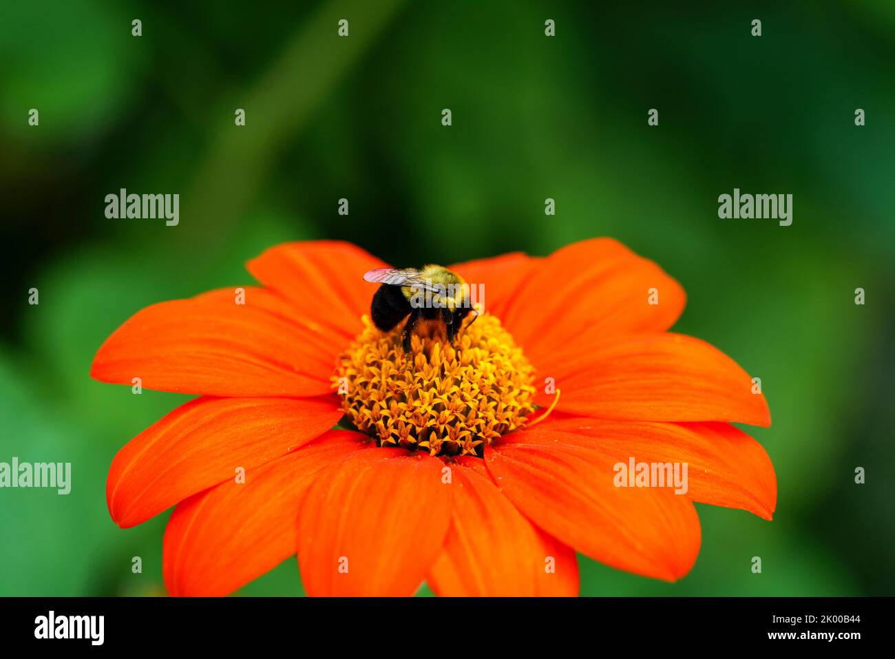 Close up. Bumblebee is collecting nectar from a Fiesta del Sol Mexican ...