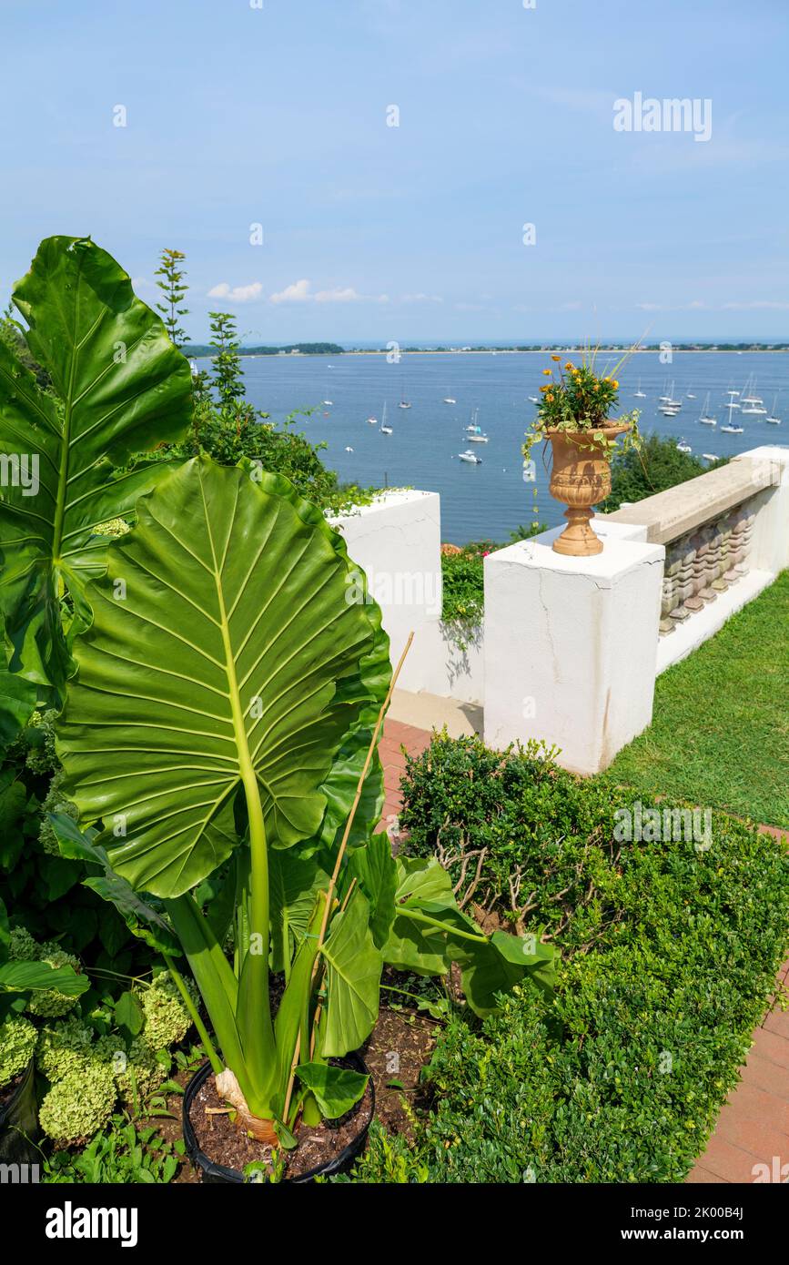 Alocasia macrorrhizos grows at the Vanderbilt Summer Residence, view of ...