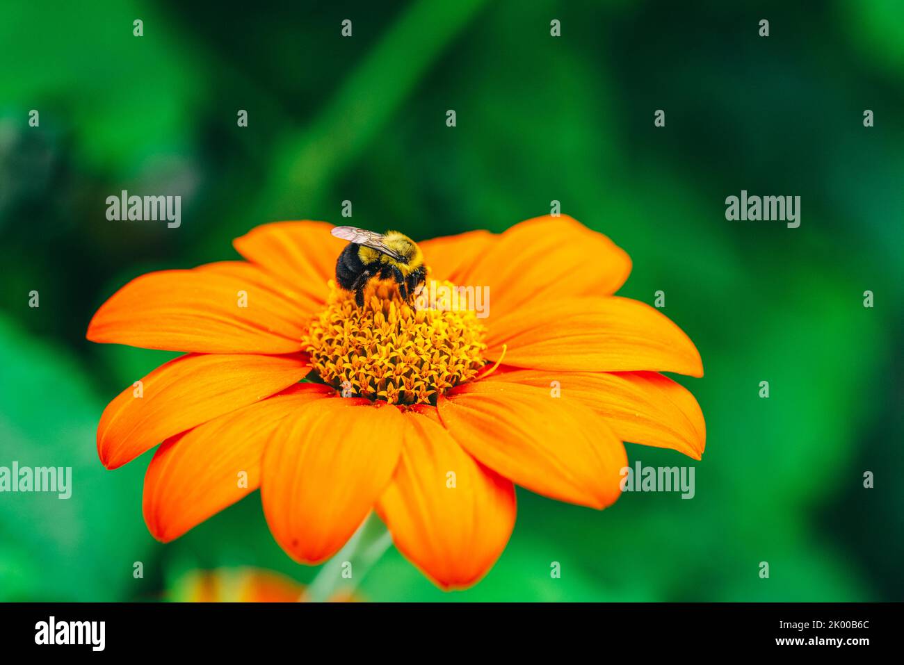 Close up. Bumblebee is collecting nectar from a Fiesta del Sol Mexican ...