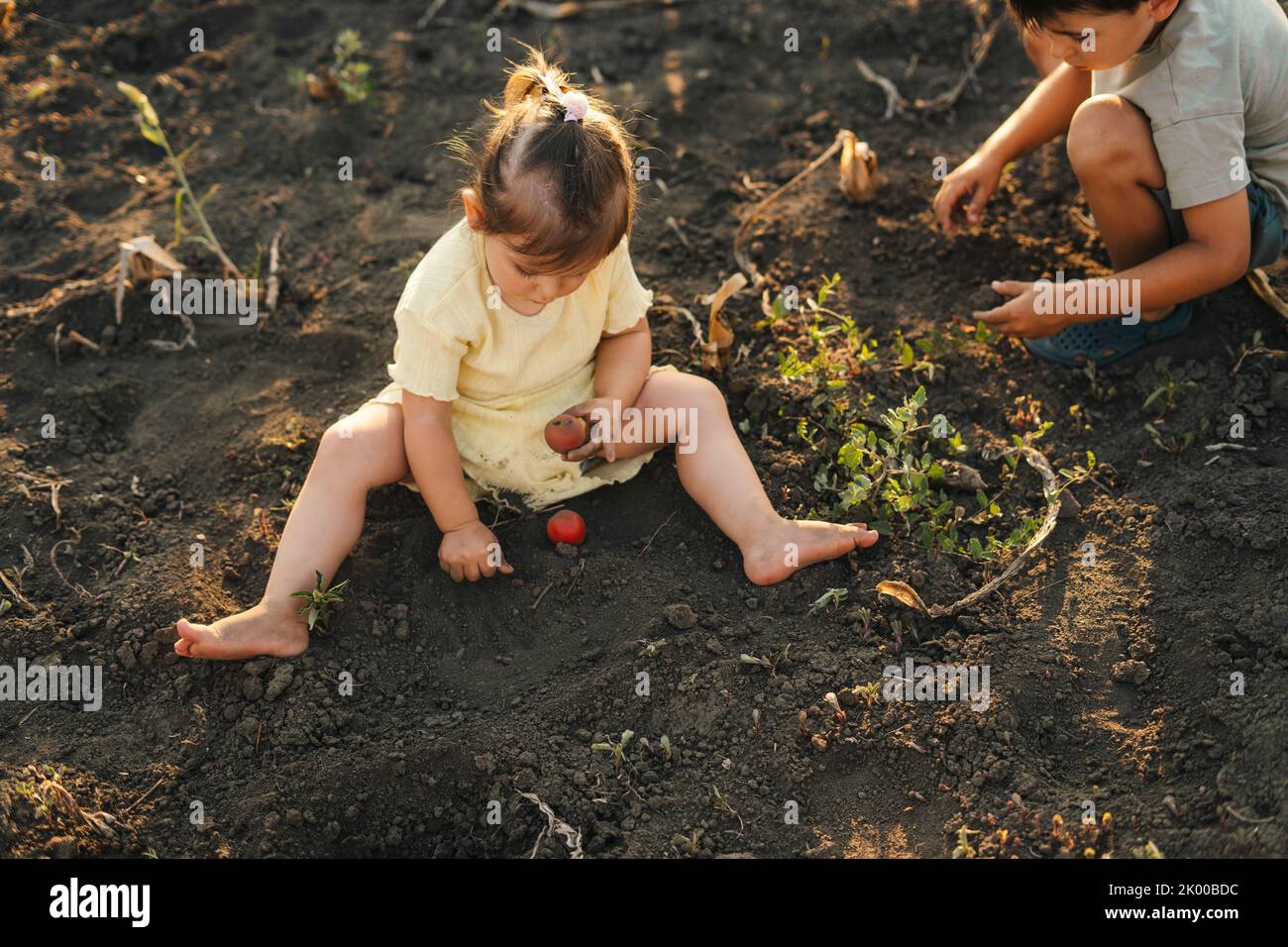 Two children sitting on the black soil in the garden playing, picking ...