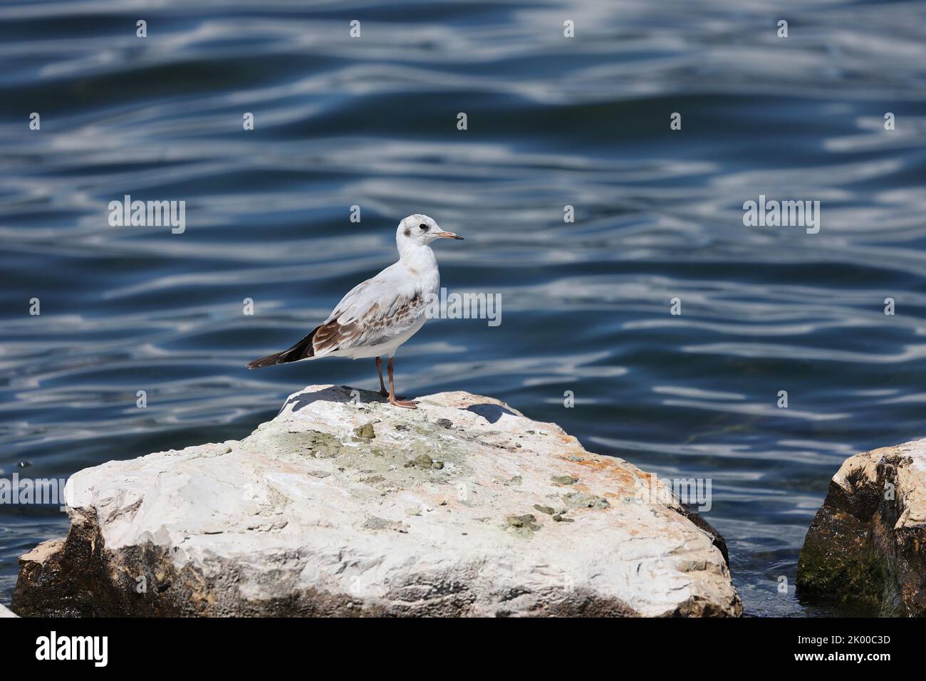 Northern blackheaded gull hi-res stock photography and images - Alamy