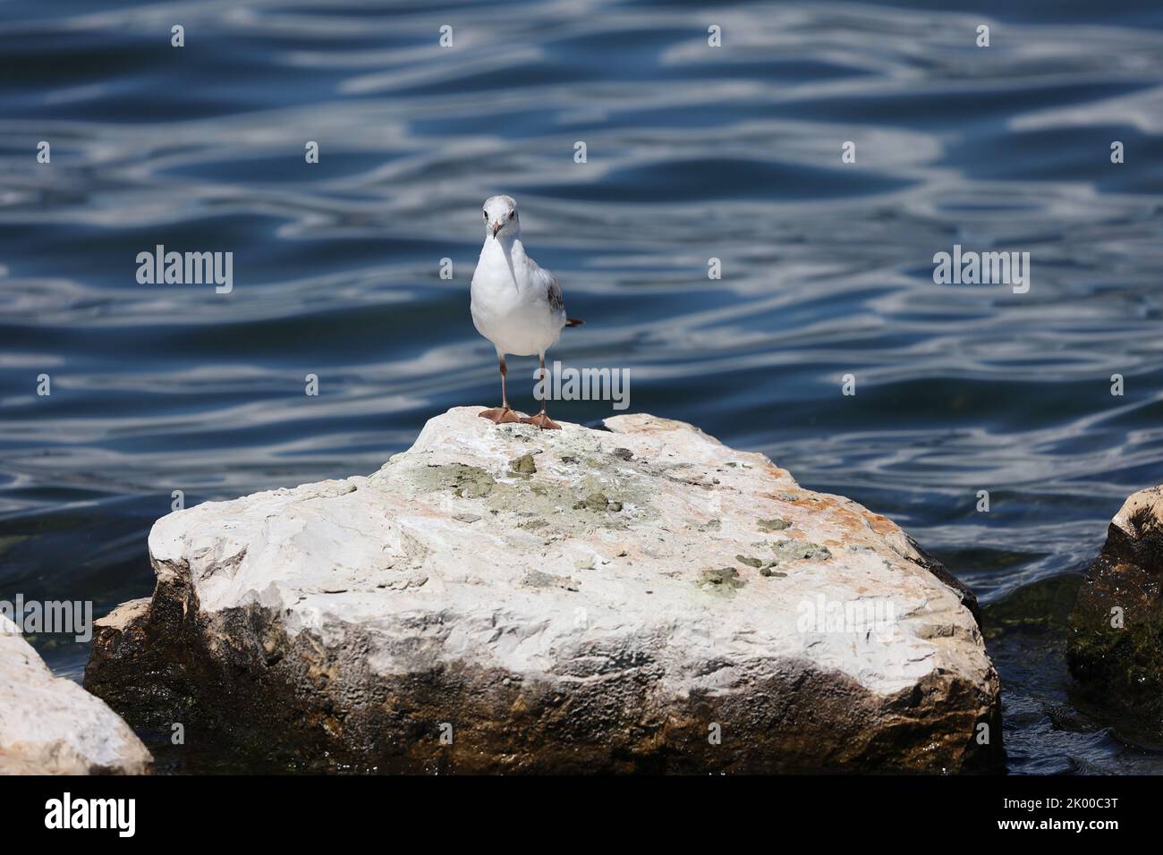 Northern blackheaded gull hi-res stock photography and images - Alamy
