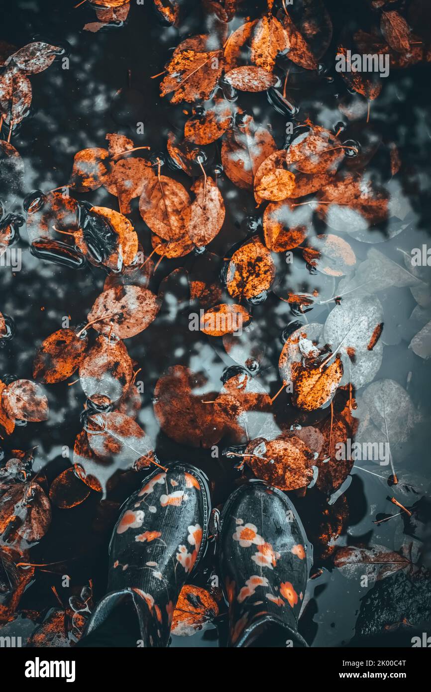 Colorful autumn leaves in a puddle, floating autumn leaves. Autumn season leaves in a rain ...