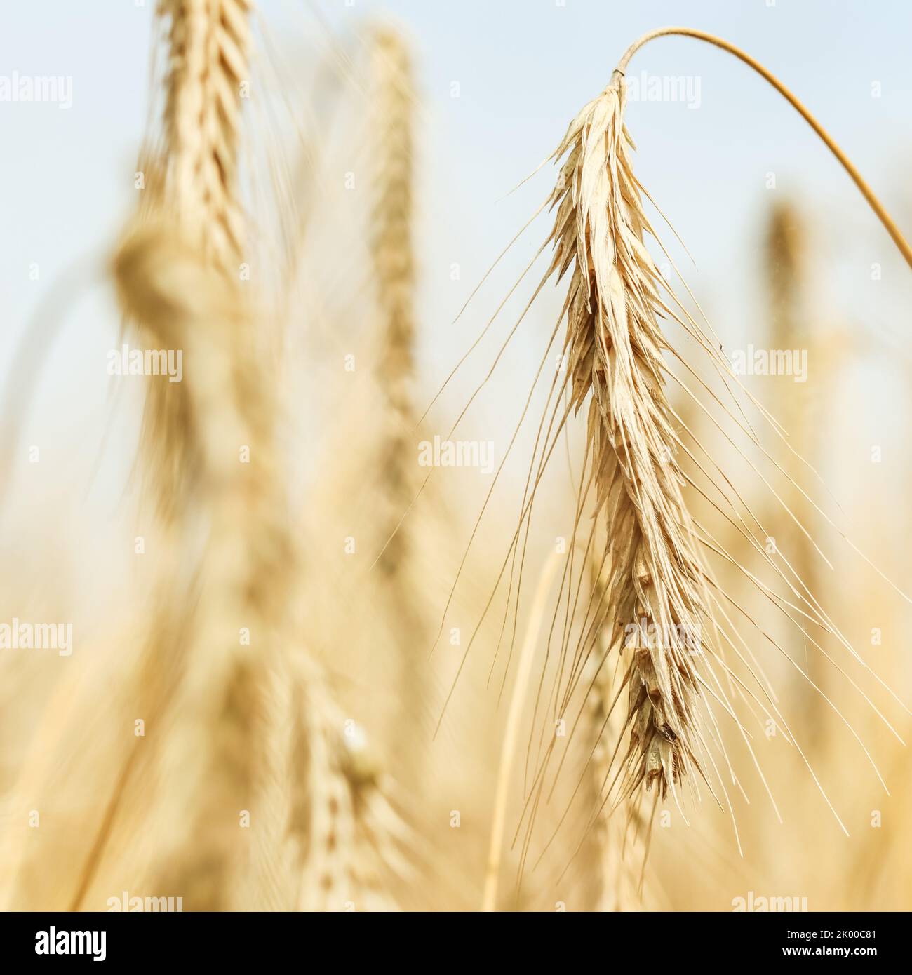 Dry ripe rye spicas of meadow field. Rural scenery, natural background ...