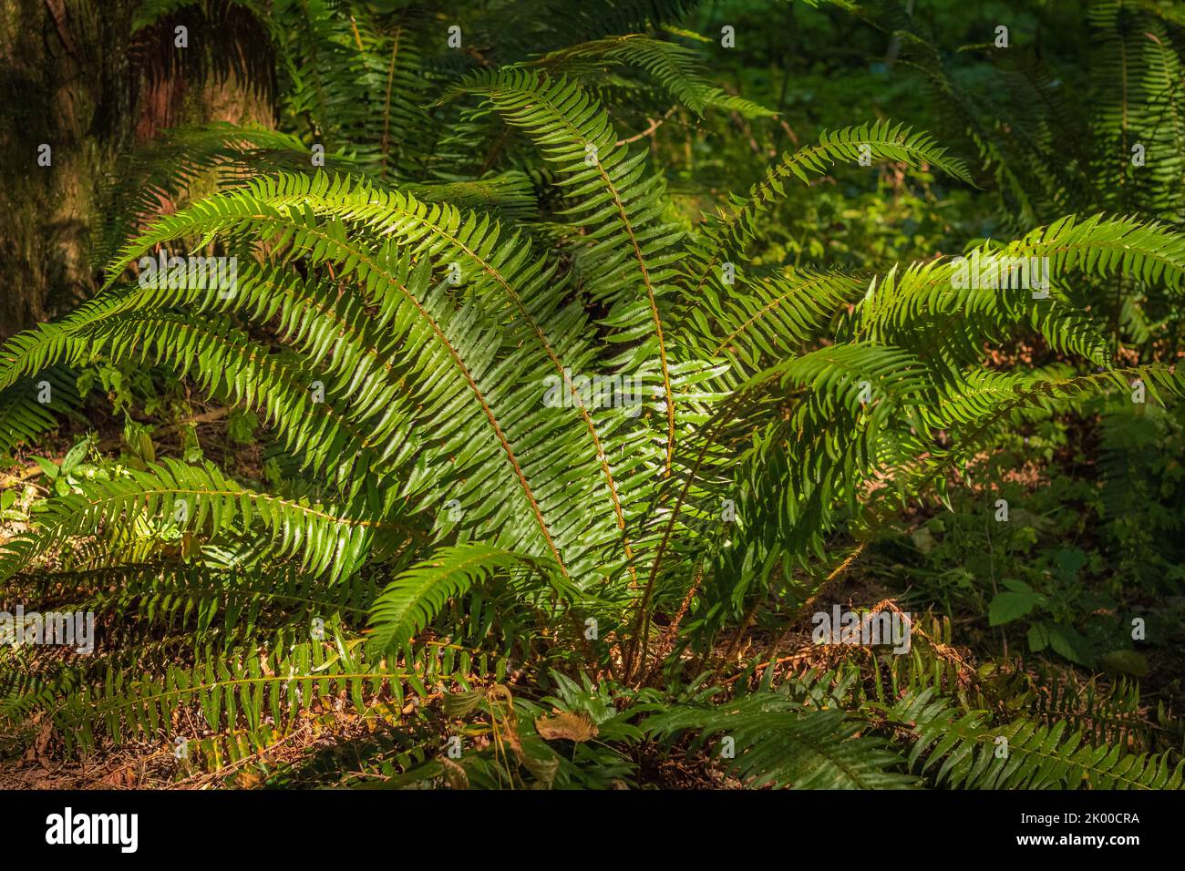 Beautiful fern leaf texture in nature. Natural ferns blurred background ...