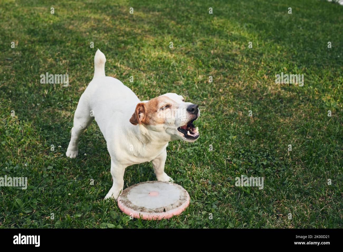 Playful active happy jack hi-res stock photography and images - Alamy