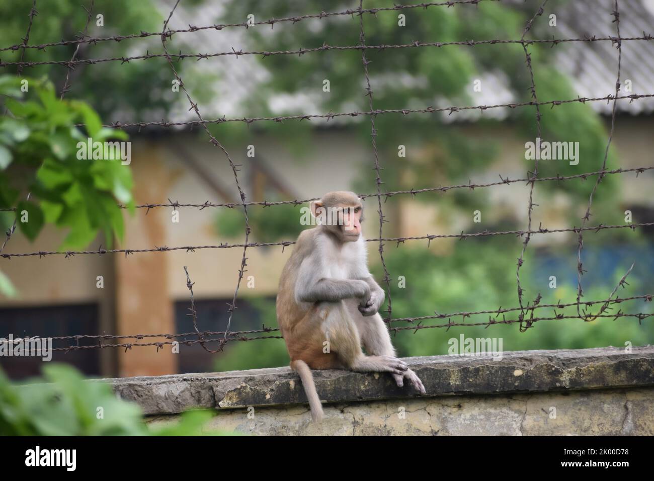 Monkey sitting on compound wall and watching Stock Photo - Alamy