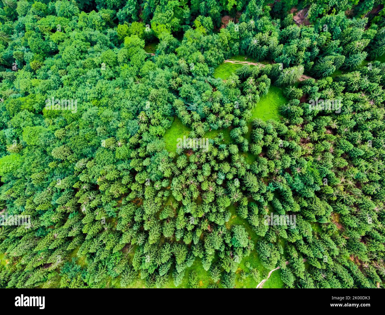 Aerial top down view to forest, trees and tourist paths in Slovakia ...