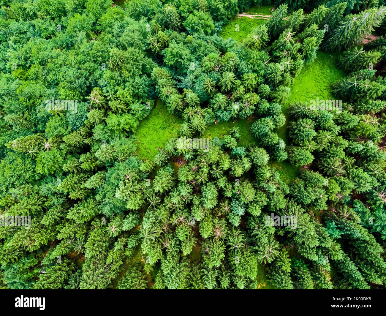 Aerial top down view to forest, trees and tourist paths in Slovakia ...