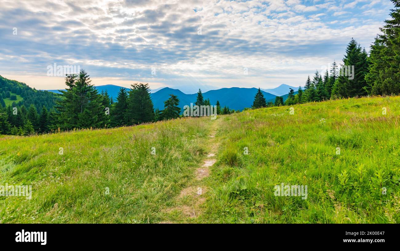 Tourist path in the forest, Mala Fatra national park, Slovakia. Green ...