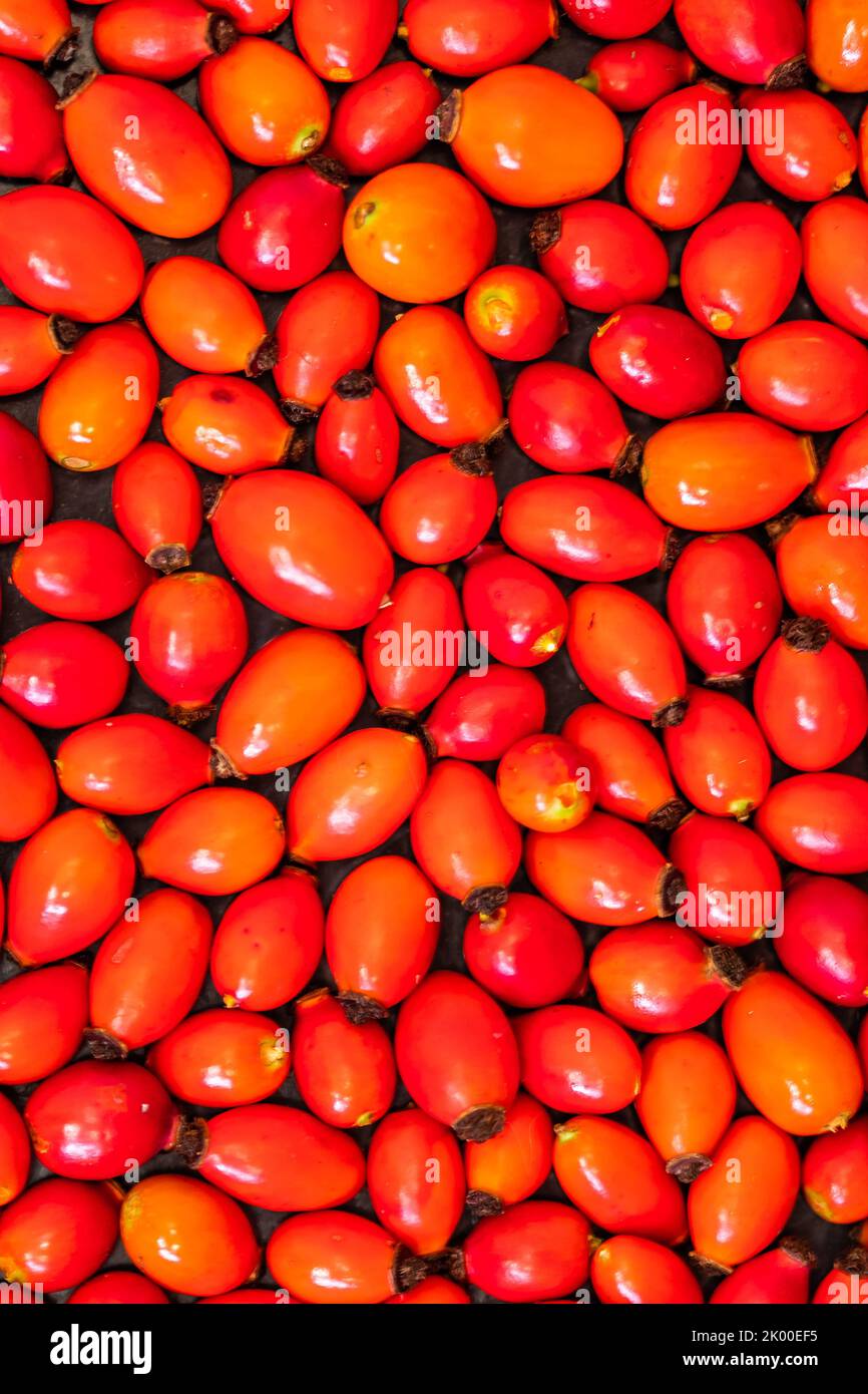 Detail macro view of dog rose hips (latin name Fructus cynosbati ...