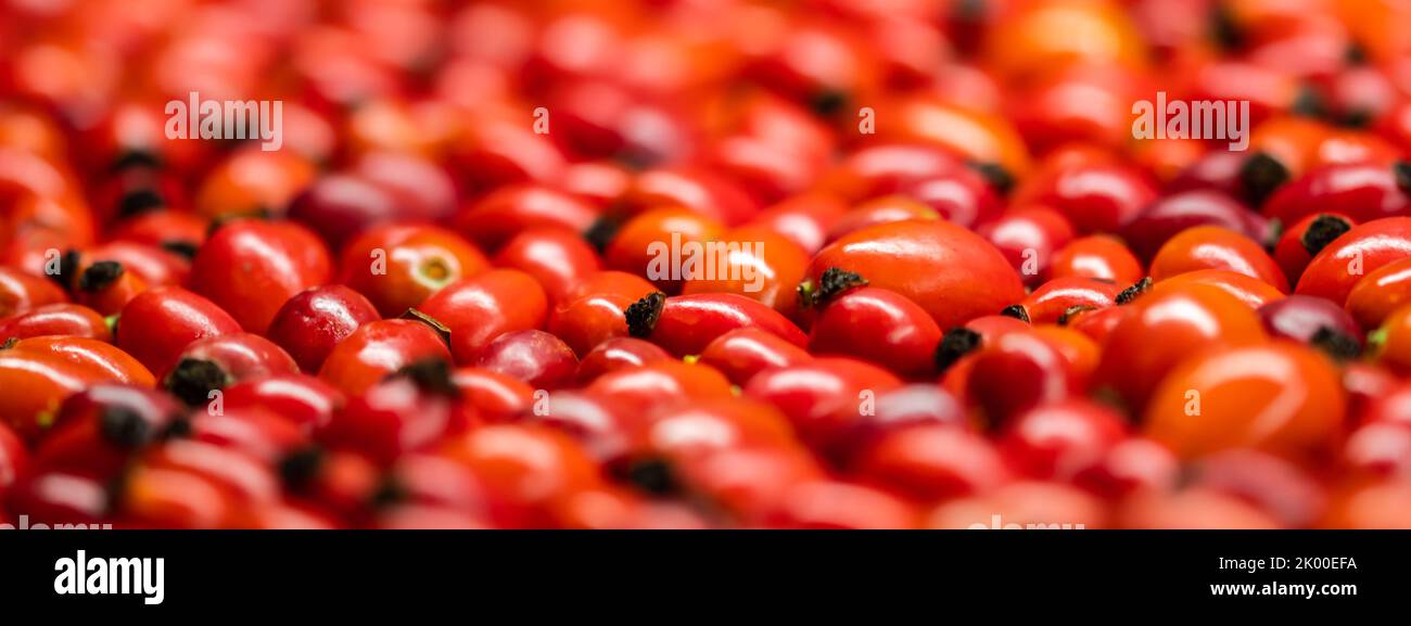 Detail macro view of dog rose hips (latin name Fructus cynosbati ...