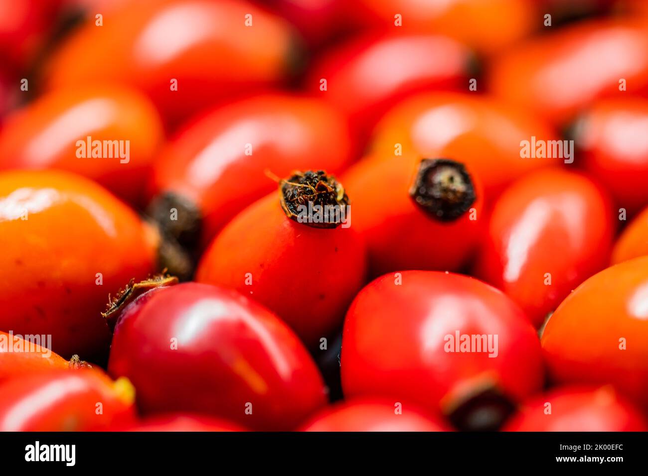 Cynosbati fructus hi-res stock photography and images - Alamy