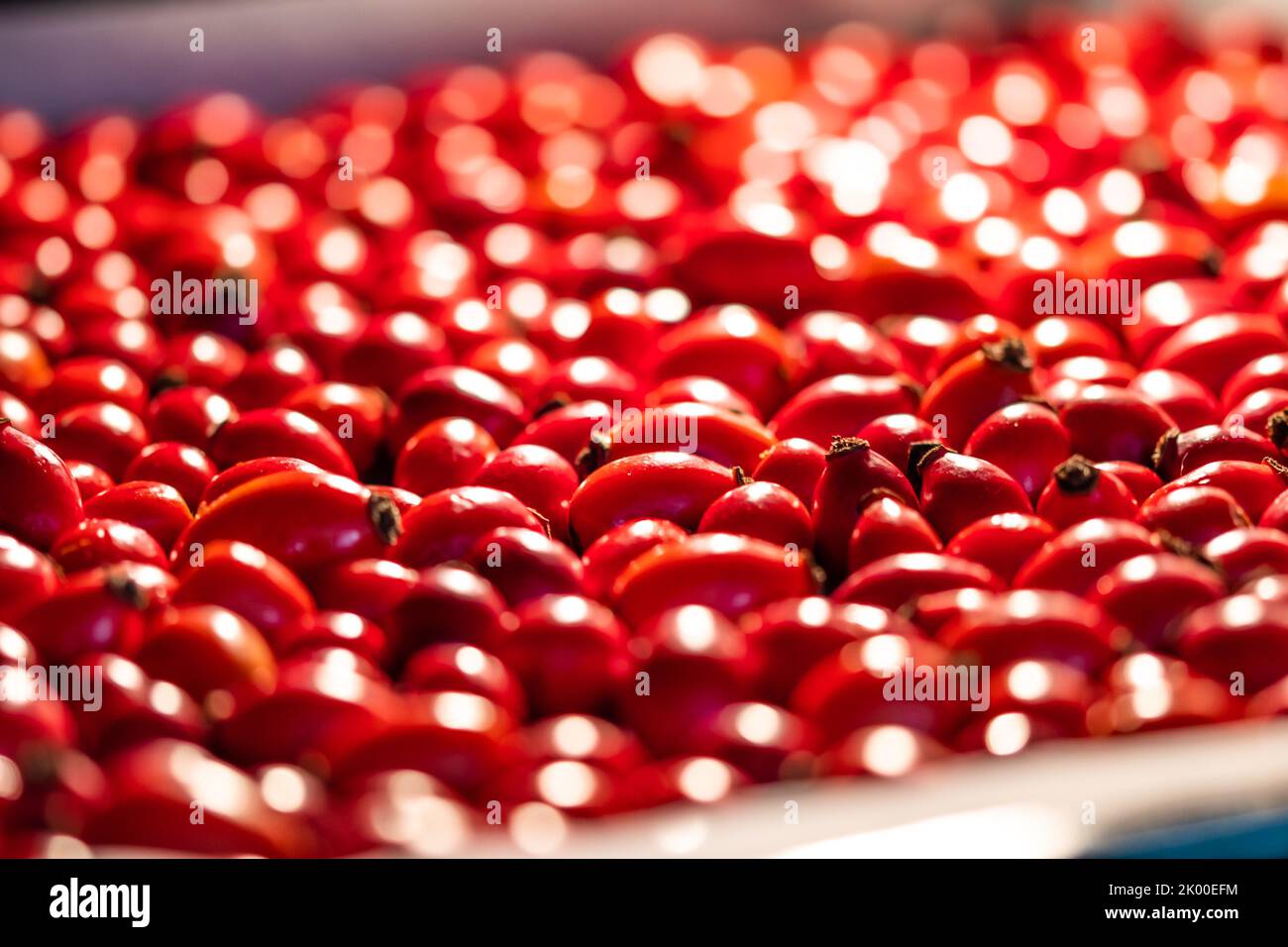 Detail macro view of dog rose hips (latin name Fructus cynosbati ...
