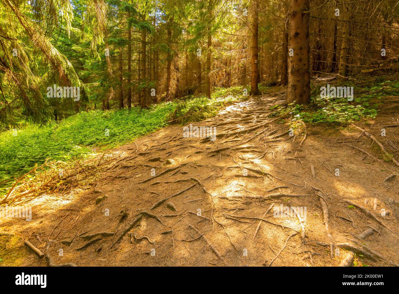 View of tree roots in the forest. Magic light, summer day. Tranquility ...