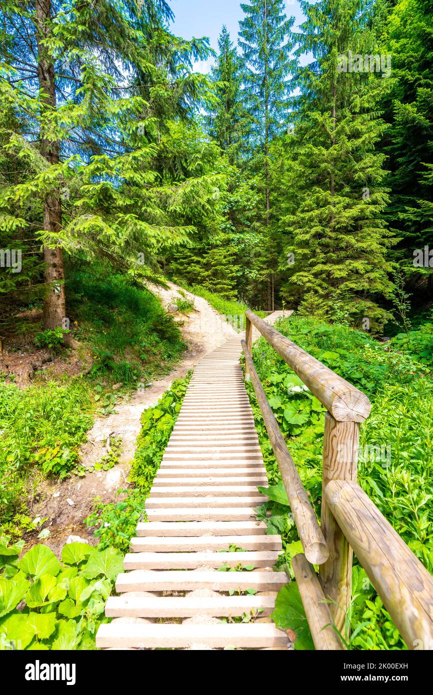 Wooden tourist path trail in the green forest in Slovakia national park ...