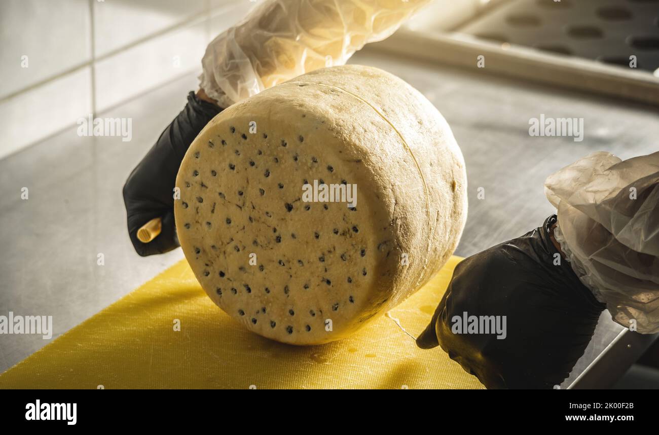 A farmer in black gloves cuts a head of spicy gorgonzola cheese with ...