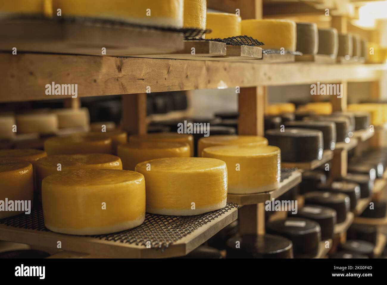 Cheeseheads with lie on the shelves of the storage for maturation. The ...