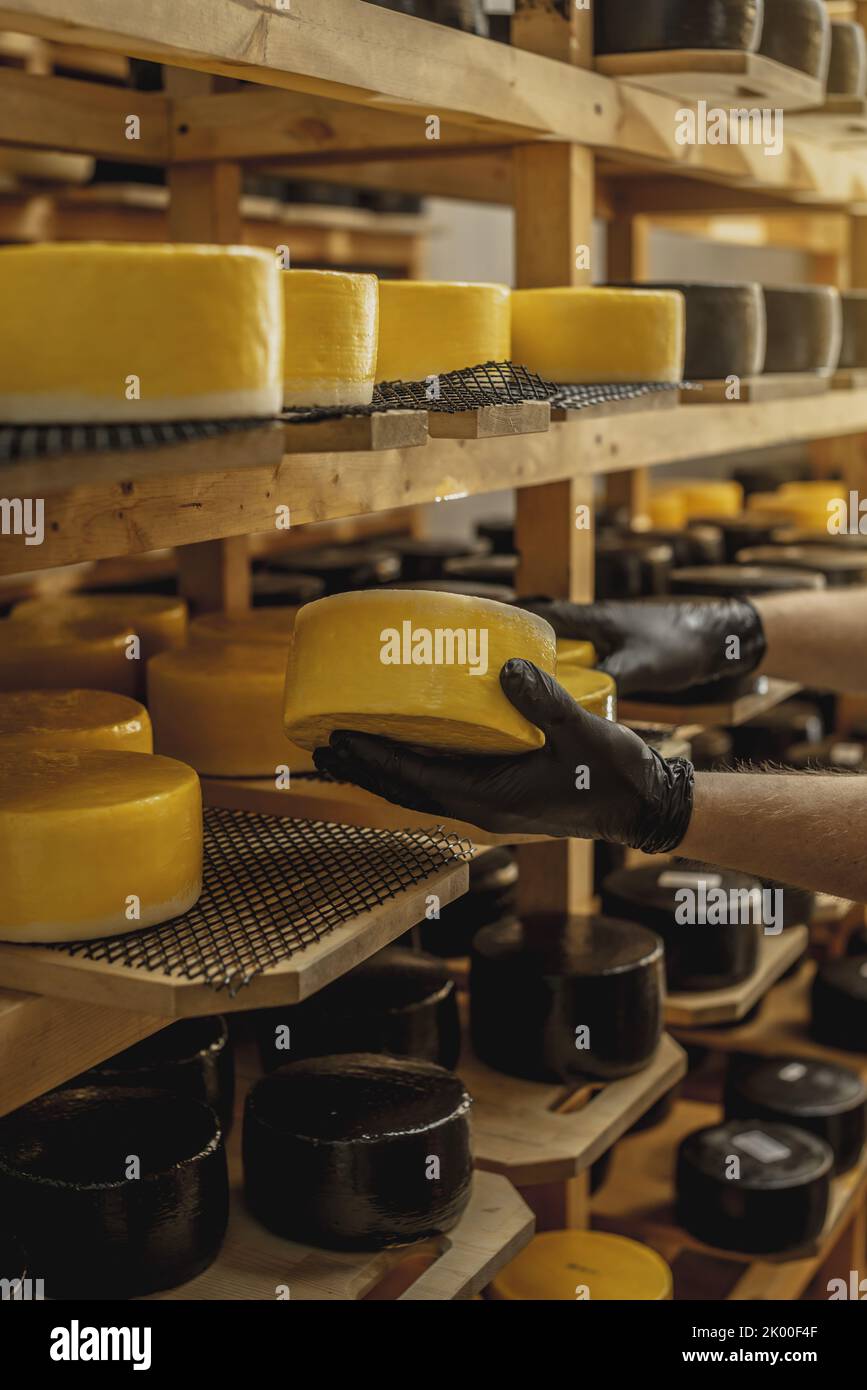 A farmer turns over cheese heads on wooden shelves in the cheese ...