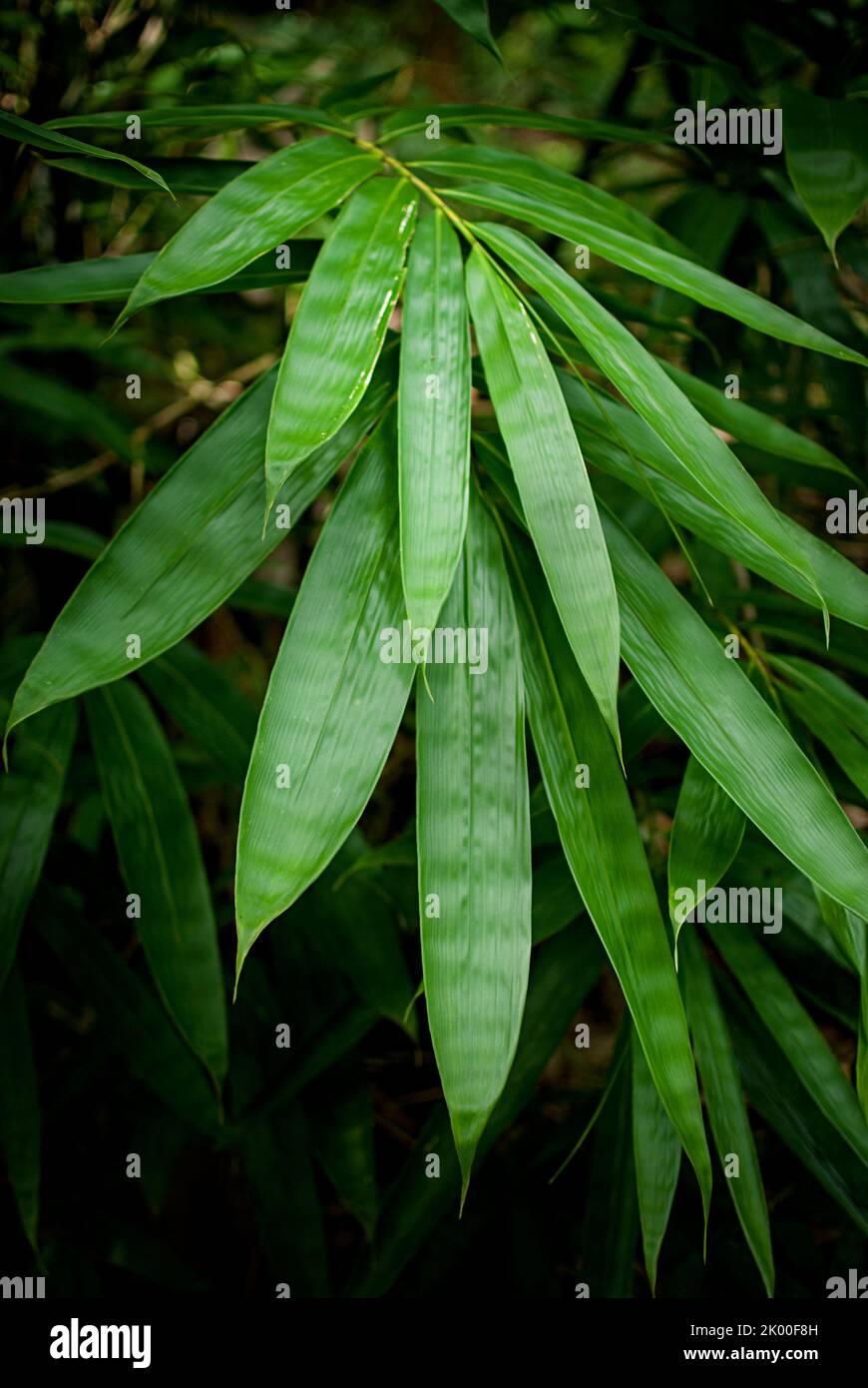 green bamboo leaves live wild in nature Stock Photo - Alamy