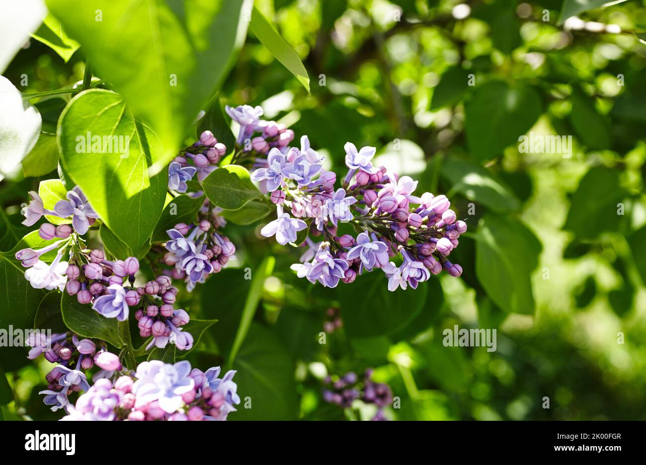 Beautiful lilac flowers branch on a green background, natural spring ...