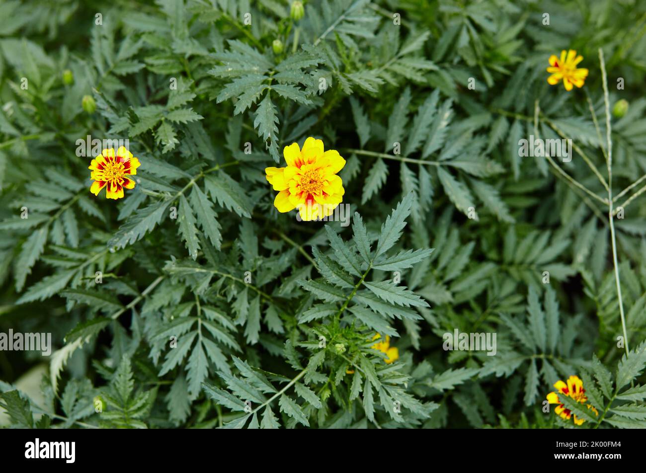 Tagetes patula french marigold yellow orange flowers. Close up ...