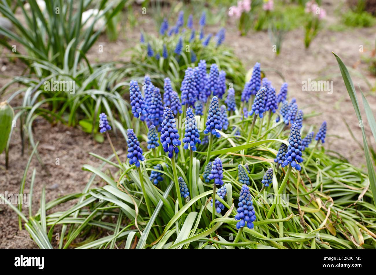 Blue muscari flowers (Grape hyacinth) in the garden. Family name ...