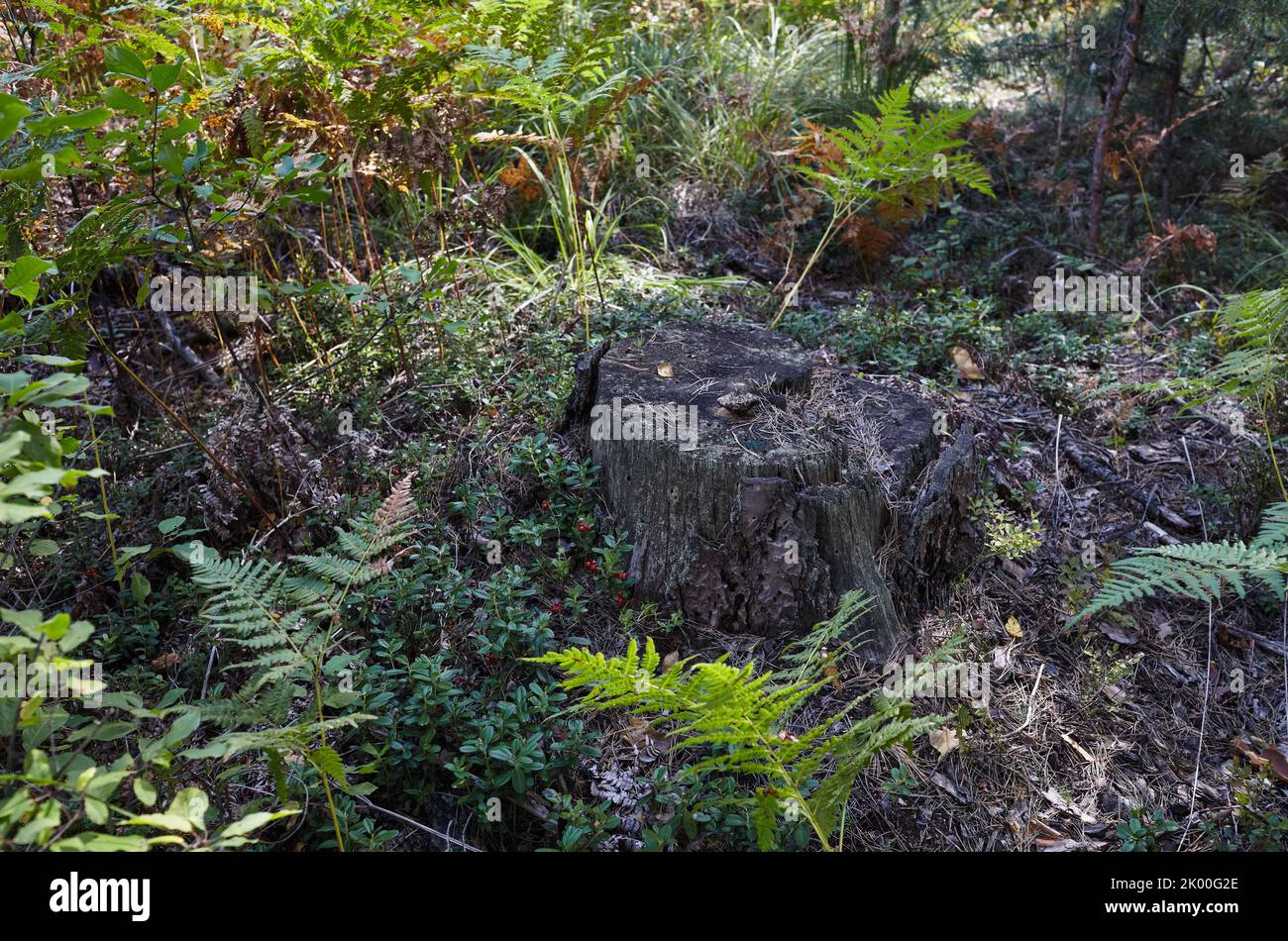 Tree stump in a bright forest. Tree stump after deforestation Stock ...
