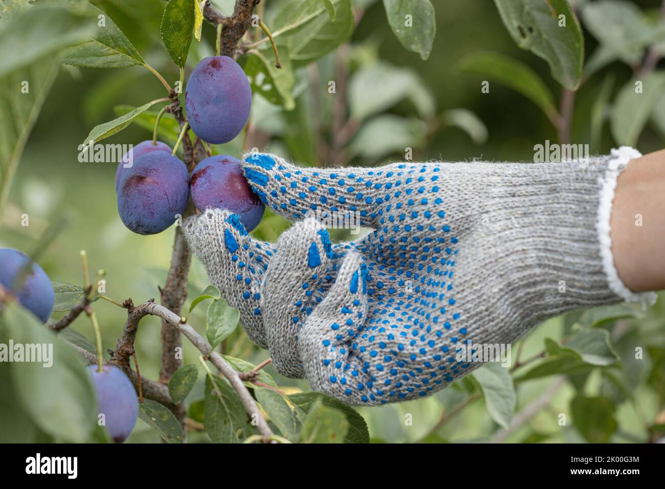 hand plucks a ripe plum from a branch. man picks a plum Stock Photo - Alamy