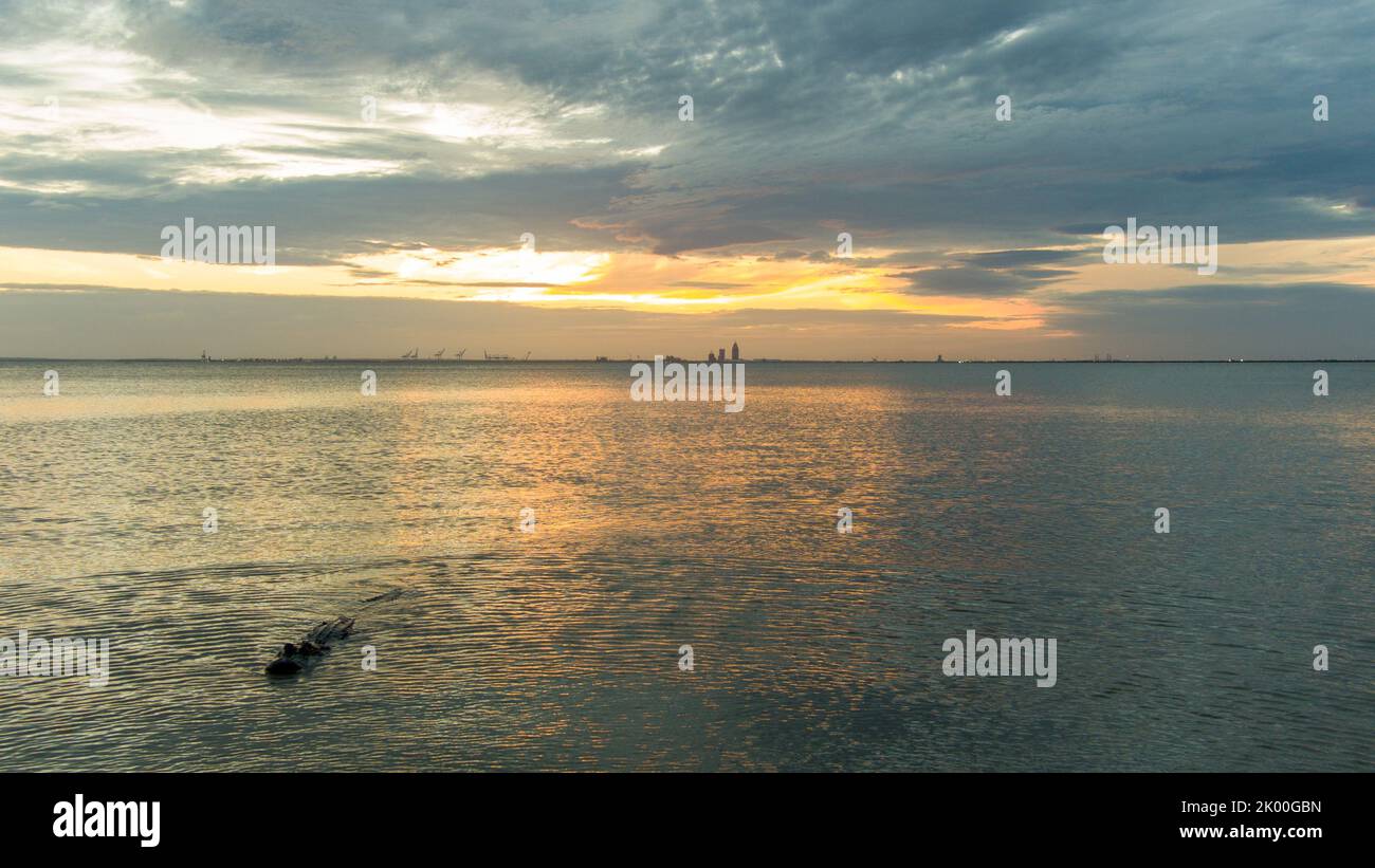 American Alligator in Mobile bay Stock Photo - Alamy