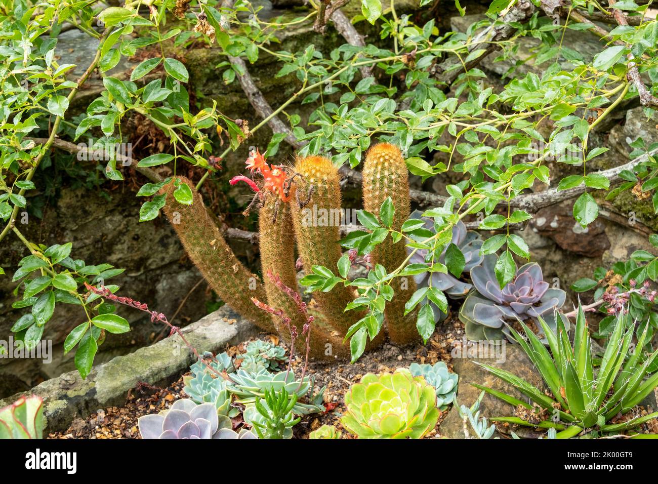Red cactus floer hi-res stock photography and images - Alamy