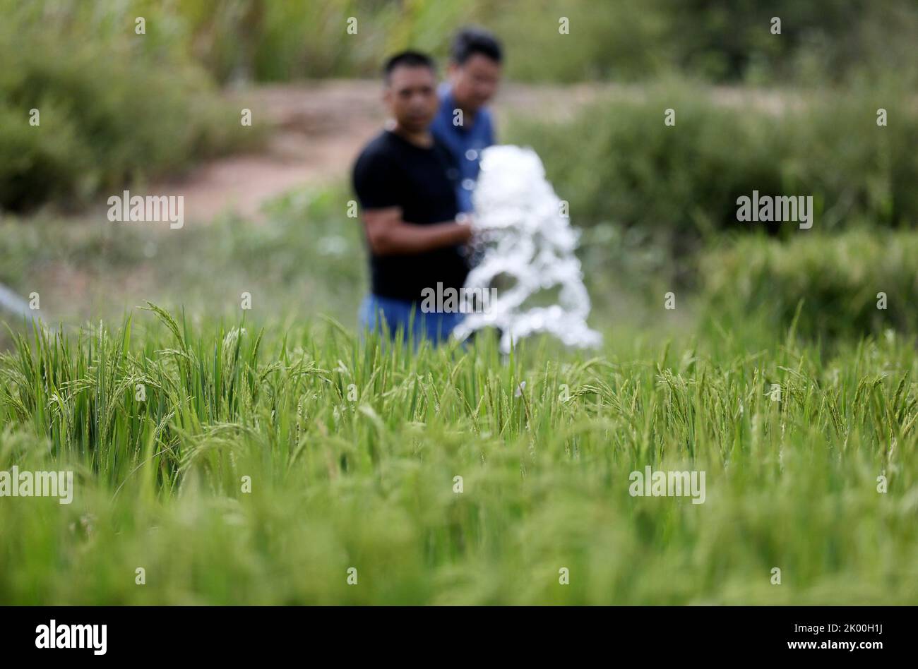 ZIXING, CHINA - SEPTEMBER 9, 2022 - Farmers pump water to irrigate a ...