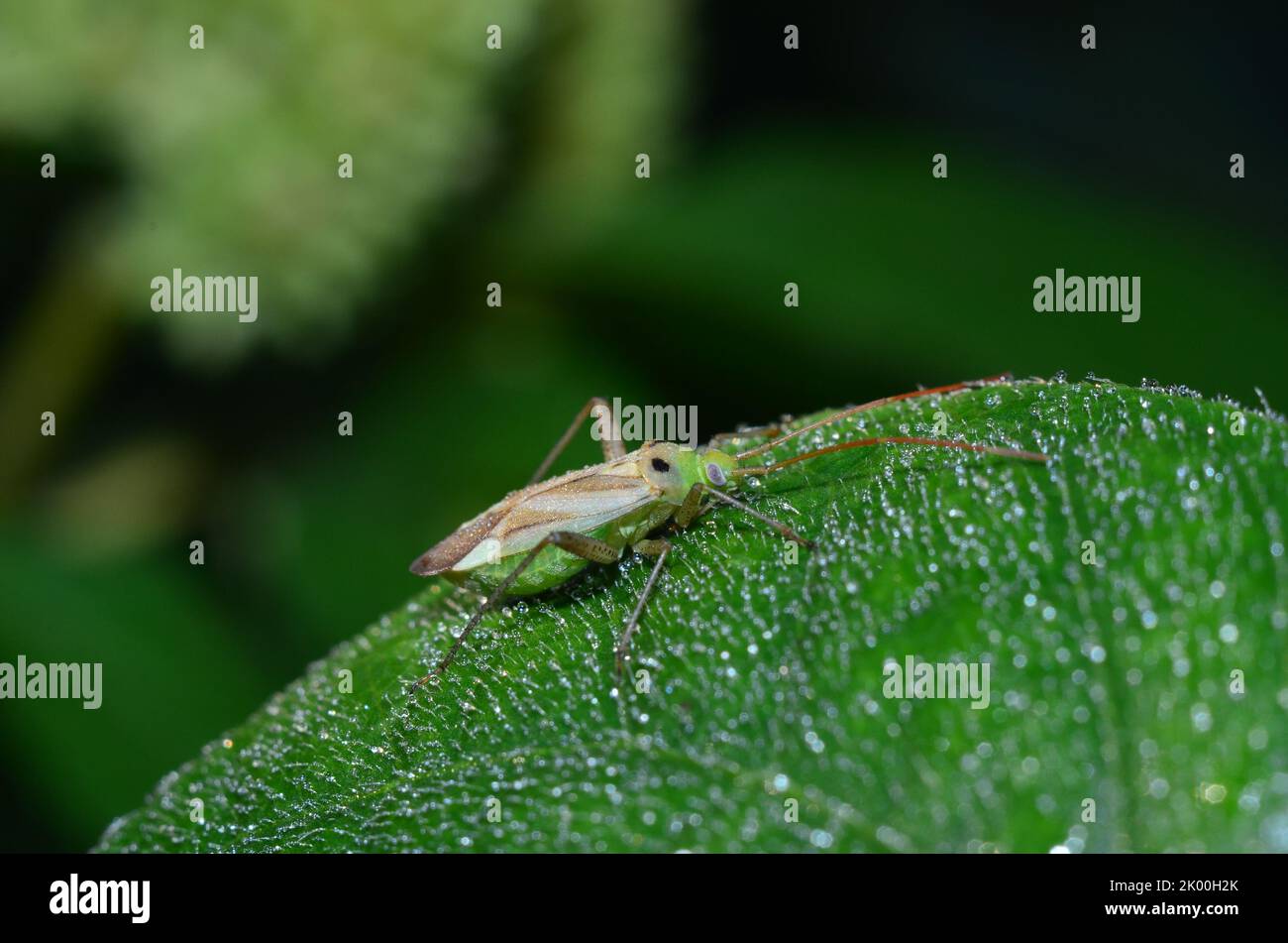 Sap sucking bug hi-res stock photography and images - Alamy